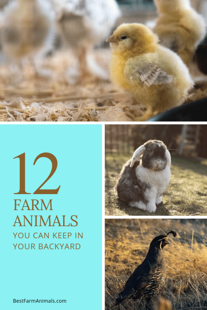 12 Farm Animals You Can Keep In Your Backyard