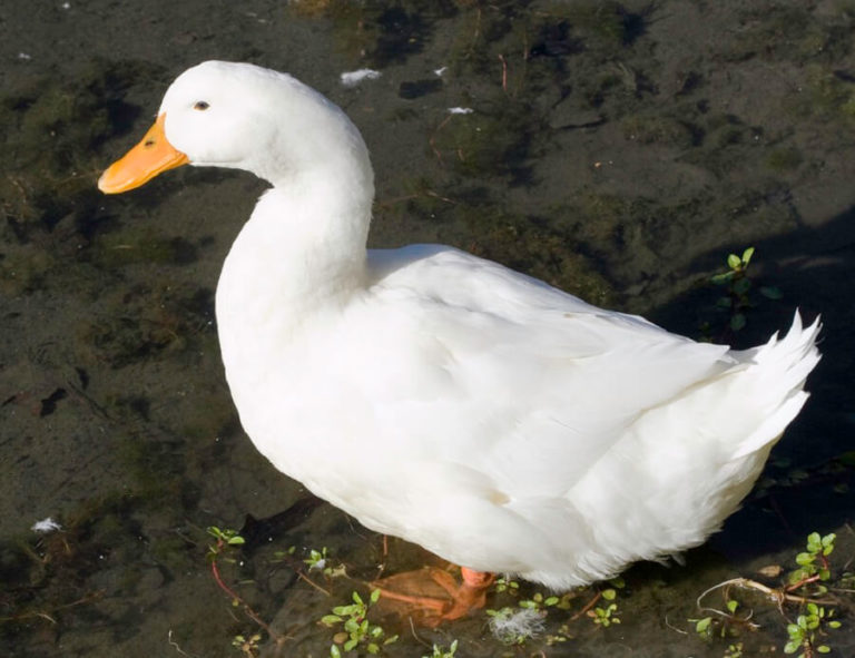 What’s The Most Productive Duck? Complete Guide To The Right Breed