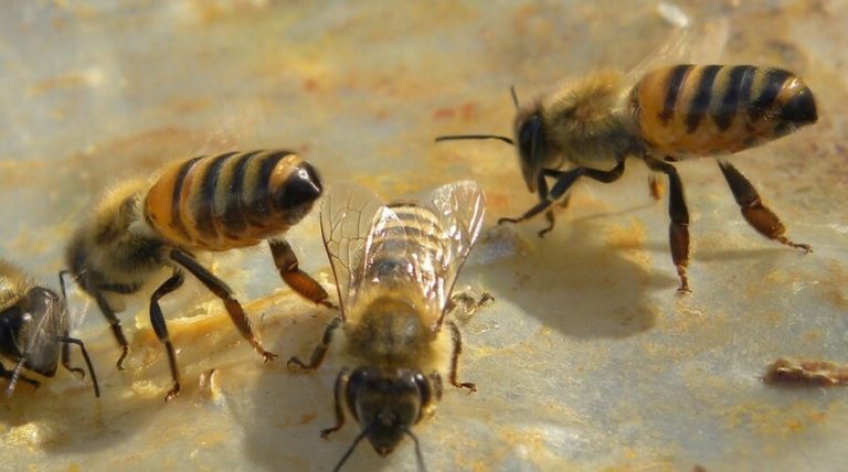 How Do Bees Make Honey And Other Bee Facts