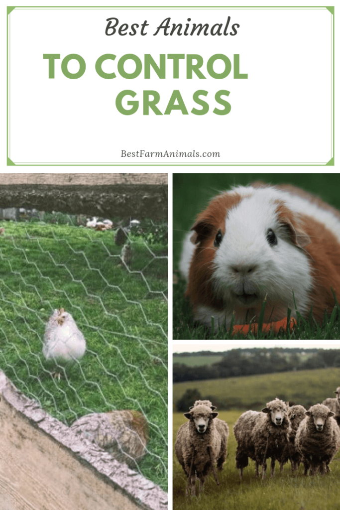 What Is The Best Animal To Control Grass?