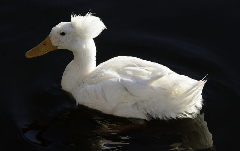 What’s The Most Productive Duck? Complete Guide To The Right Breed