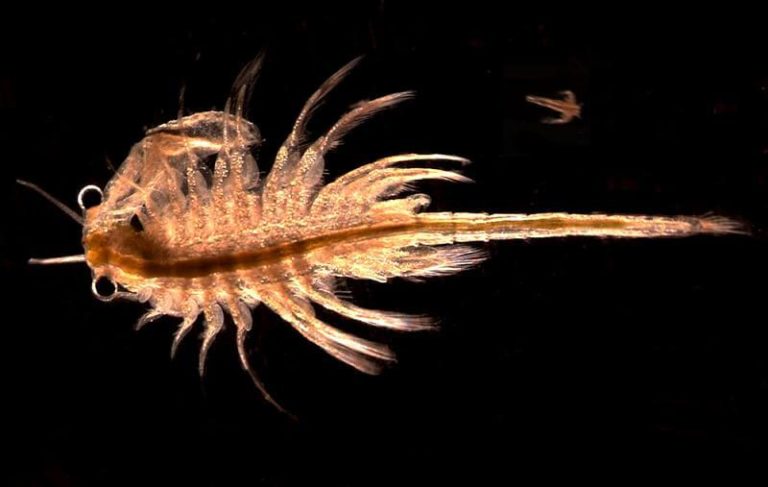 How To Grow Brine Shrimp In 15 Easy Steps