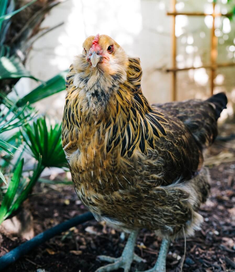 Raise Chickens For Money In Your Backyard 1 Best Farm Animals