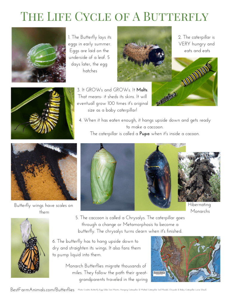 What Is The Life Cycle Of A Butterfly?