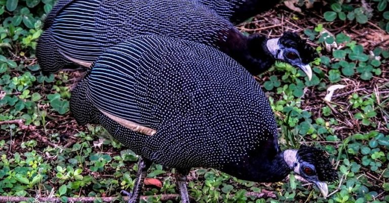 Everything You Need To Know About Raising Guinea Fowl