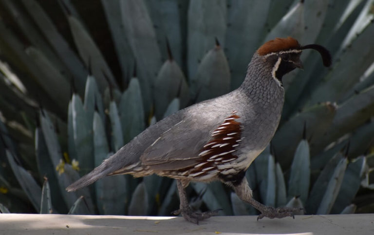 Complete Guide To Raising Quail: Meat and Eggs