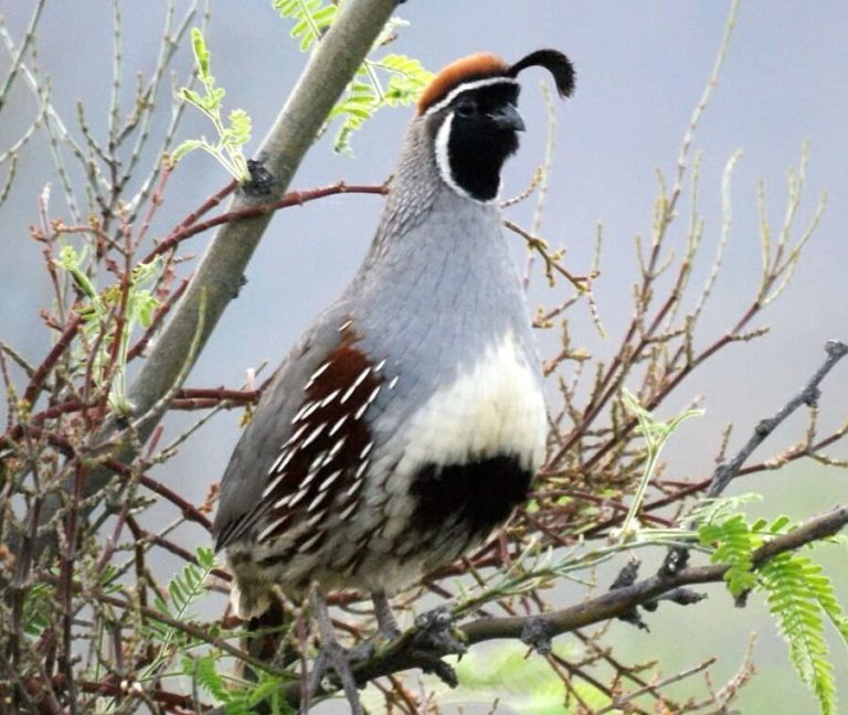 The Best Quail Breeds To Raise For Eggs, Meat or Hunting