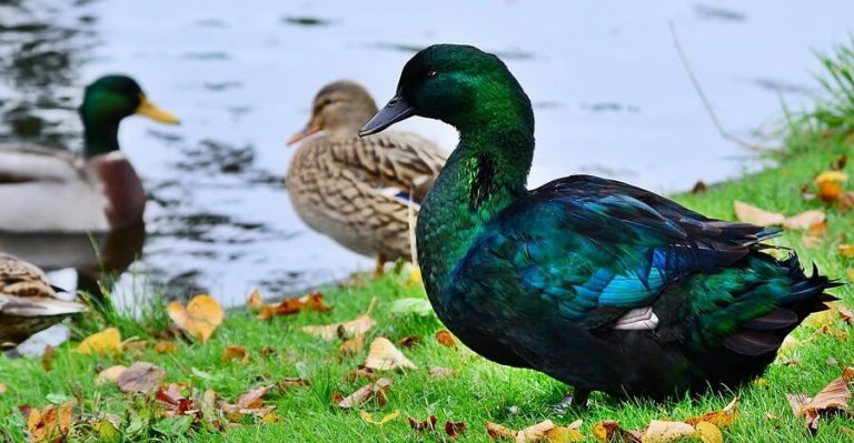 What’s The Most Productive Duck? Complete Guide To The Right Breed