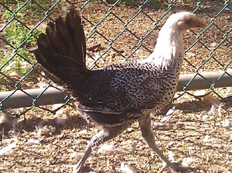 Egyptian Fayoumi are fun looking birds | Best Farm Animals