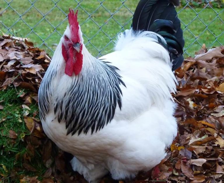 7 Forgotten Heritage Chicken Breeds Perfect For Eggs & Meat