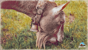 9 Reasons Your Goats are Scratching and What to Do About It