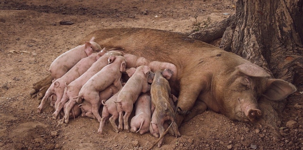 When Pigs Don’t Eat: Causes, Solutions & More