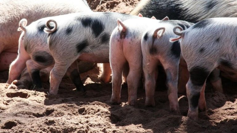 Why Do Pigs Have Curly Tails? Everything You Need To Know About Pig’s Tails