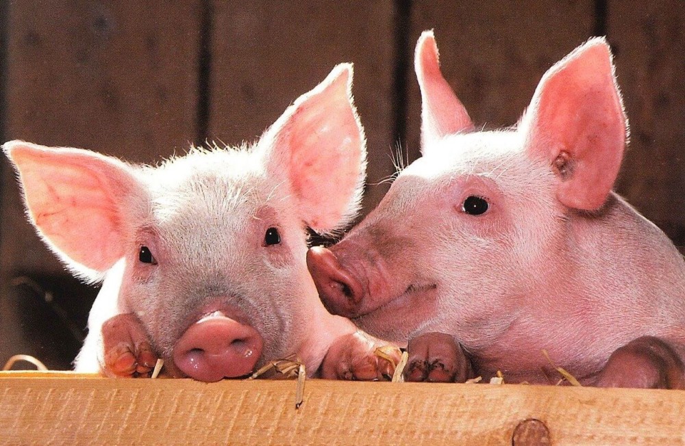 When Pigs Don t Eat Causes Solutions Why Your Pig Is Losing Weight