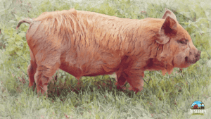 The Complete Guide to Pigs as Pets: Indoor and Outdoor
