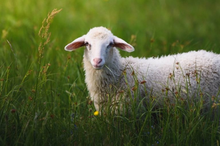 How to Keep Sheep as Pets: The Complete Guide Part 1