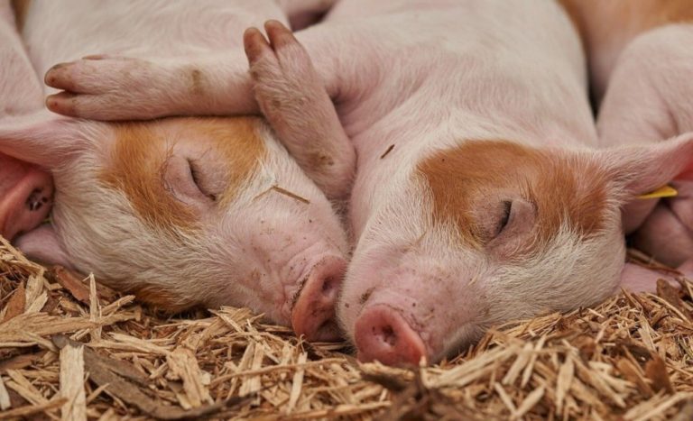 When Pigs Don’t Eat: Causes, Solutions & More