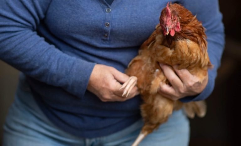 Broken Lame Chicken Legs: Splint, Amputate, Treat Injuries