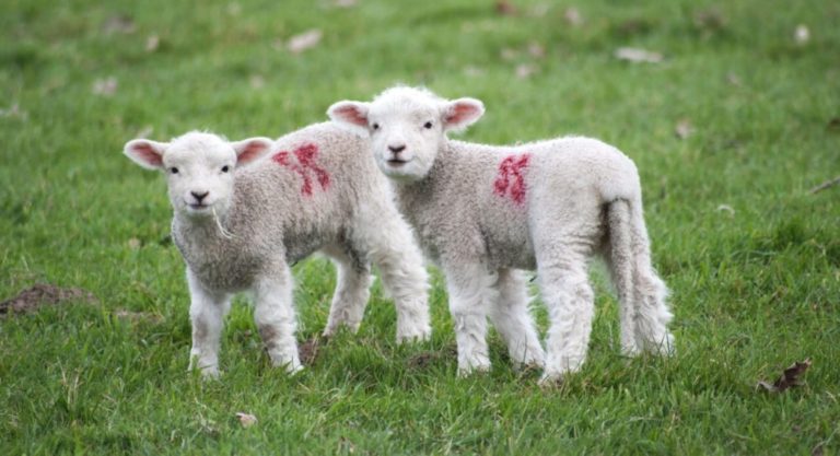 How to Tell if an Ewe is Pregnant, Ready to Birth & Mating Tips