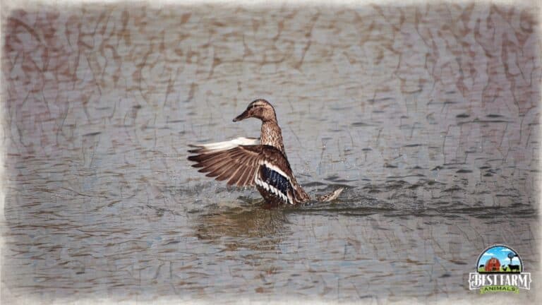 Worms in Ducks: How to Prevent and Treat Duck Parasites