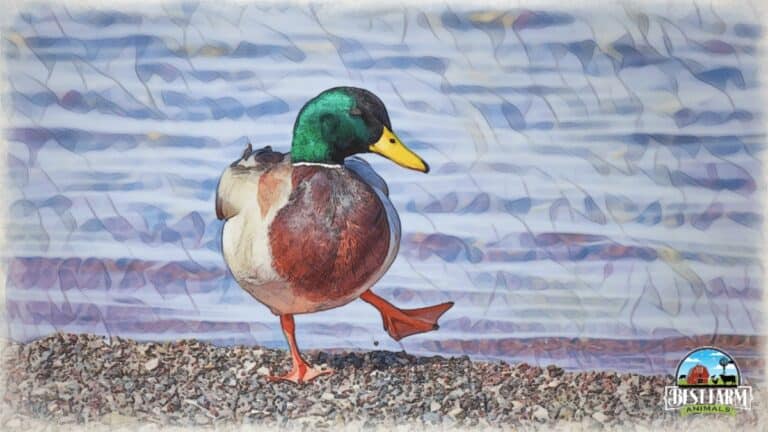 Keeping Ducks Healthy: Duck Vitamin and Niacins