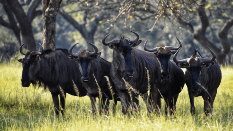 Why Do Cows Need Salt? How Much and How Often?