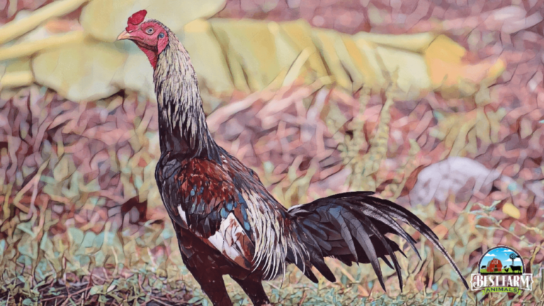 7 Chicken Breeds With Most Aggressive Roosters To Watch Out