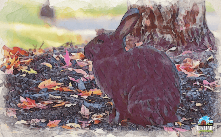 How to Keep Rabbits Warm: Protect Rabbits From Sub-Freezing Winter