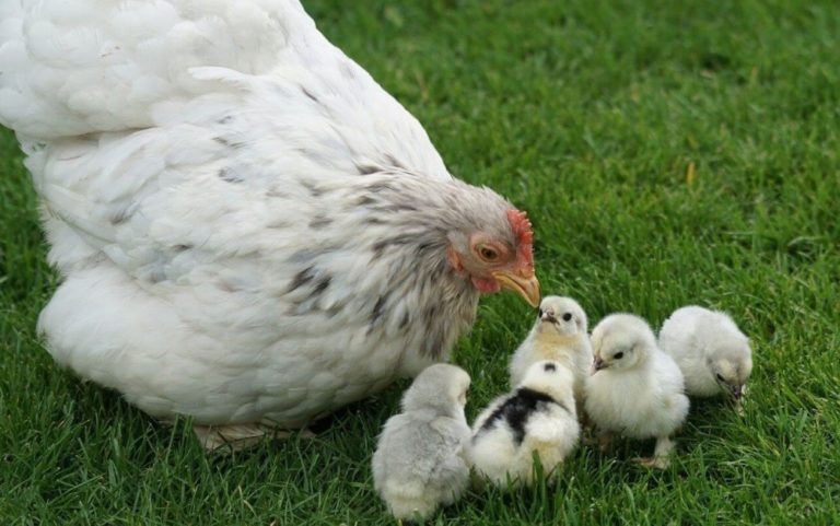 20 Best Rooster Breeds For Backyard Flocks & Kids