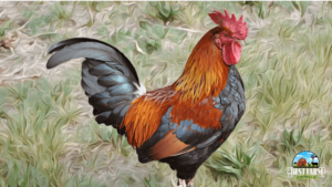 7 Chicken Breeds With Most Aggressive Roosters To Watch Out