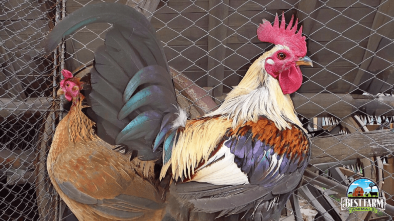 7 Chicken Breeds With Most Aggressive Roosters To Watch Out