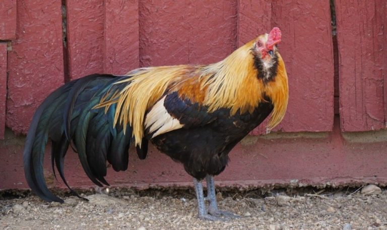 Are Roosters Aggressive To Hens? Identify and Curb Meanness