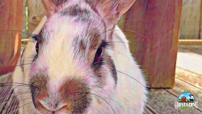 My Rabbit Has Inflamed Red Eye! Symptoms, Causes, Treatment