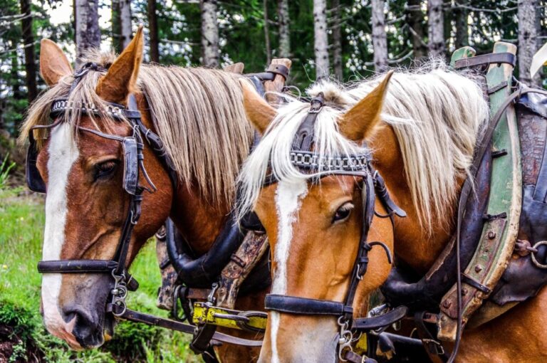 How Far Can A Horse Run Without Stopping, How Far, How Long?
