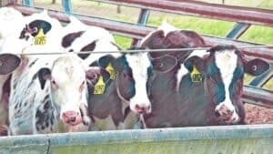 Cattle Lifespan: How Long Do Cows Live? (Dairy, Beef, Steers)