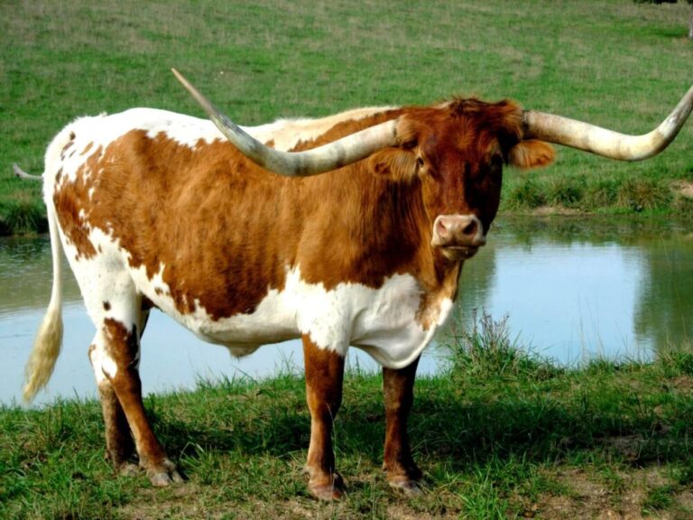 Determining How Long to Keep Older Cattle in Your Herd