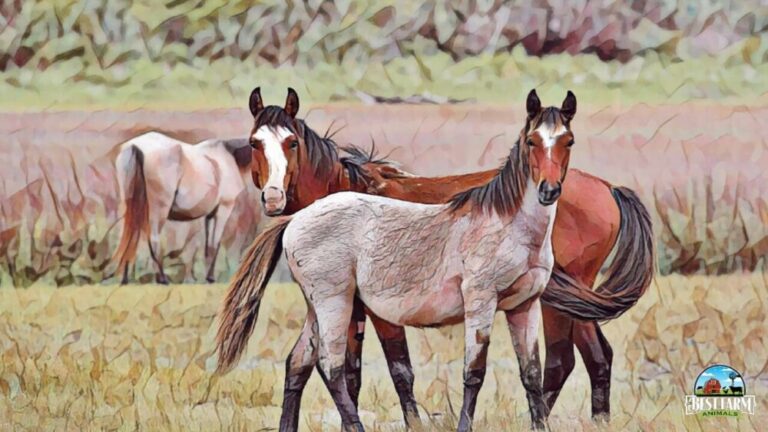 Understanding Horse Colic: Causes, Symptoms, Risks, Treatment