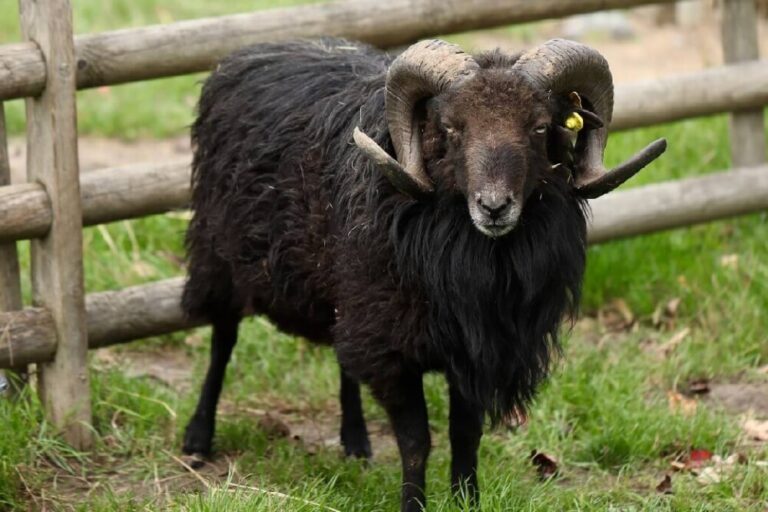 5 Unique Solid Black Sheep Breeds and 5 Black Faced Breeds