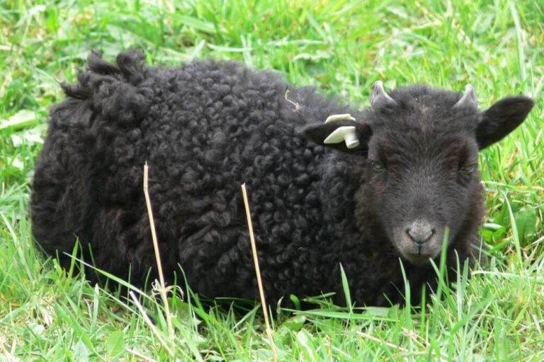 5 Unique Solid Black Sheep Breeds and 5 Black Faced Breeds