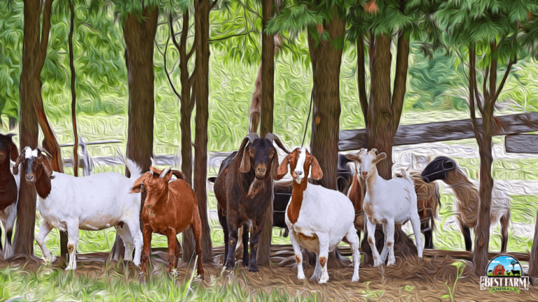 Why Goats Grind Their Teeth. Treatment, Causes, Prevention