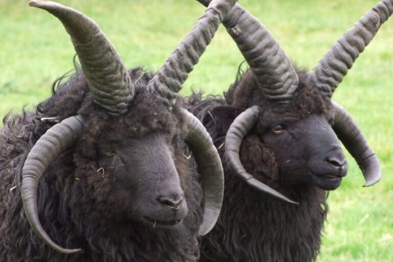5 Unique Solid Black Sheep Breeds and 5 Black Faced Breeds