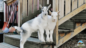 Goat Grinding Teeth: Causes, Treatment, and Prevention