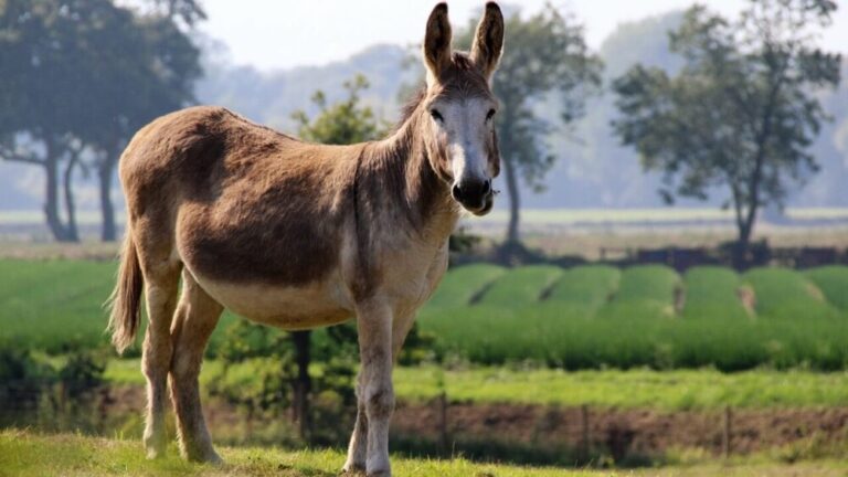 Best Donkeys for Milk, Riding, Pack, and Pets
