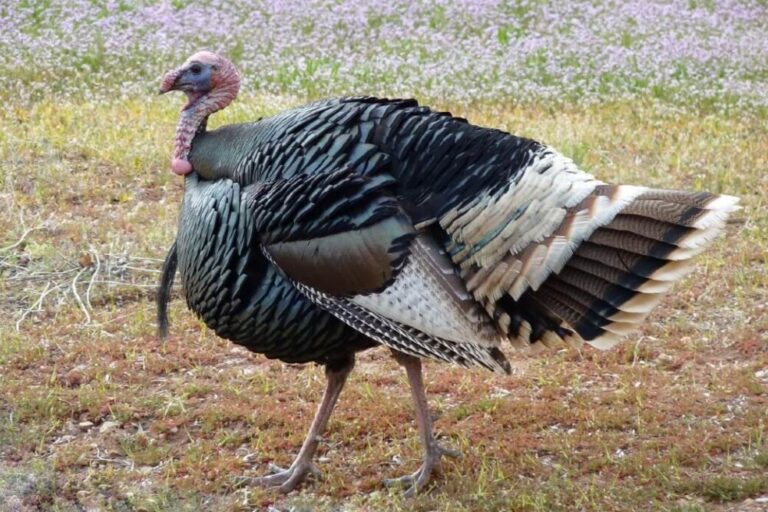 Feeding Turkeys: What They Can and Can’t Eat and Substitutes