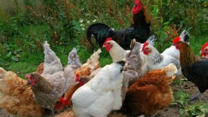 Chicken Vaccinations for Backyard and Professional Raisers