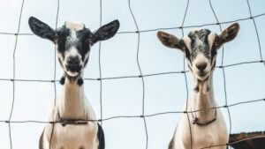 7 Goat Breeds That Are Naturally Hornless