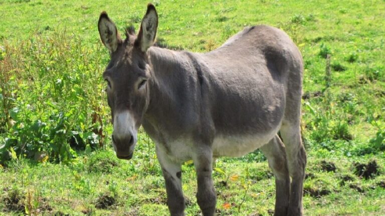 Horses, Donkeys, and Mules: Is There A Difference?