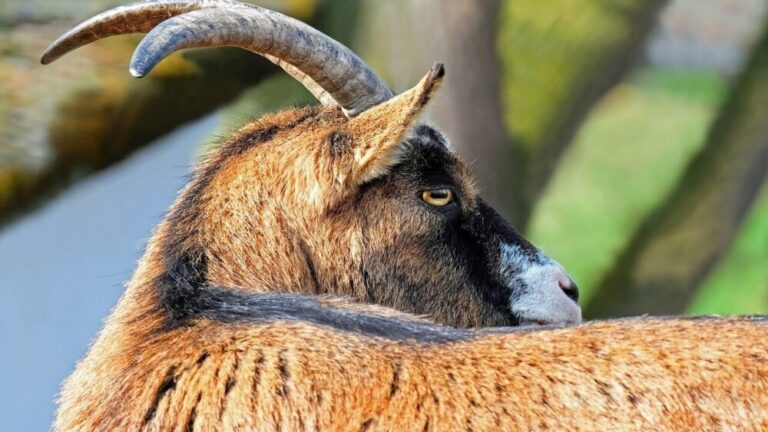 Polled, Disbudded, Dehorned: Understanding Hornless Goats