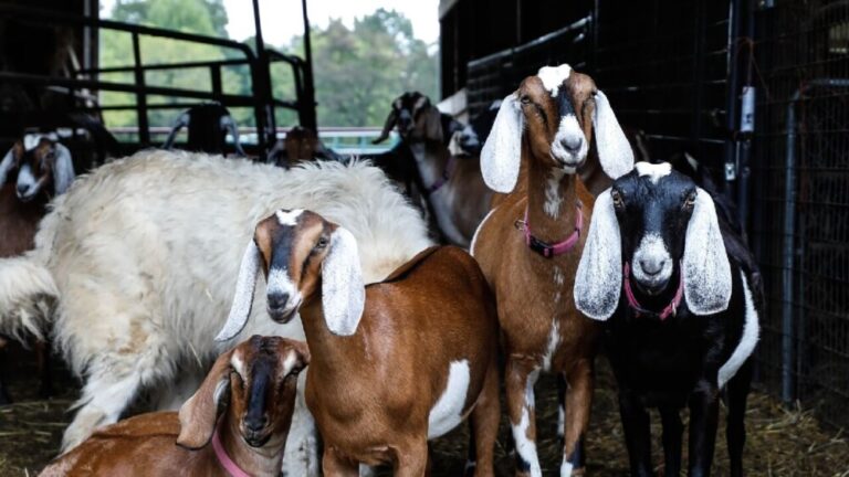 Polled, Disbudded, Dehorned: Understanding Hornless Goats