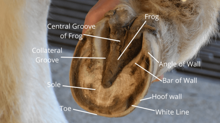 Guide to Horse Hoof Care: Preventing Hoof Degloving
